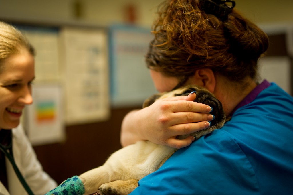 Surgical Services | Fremont Veterinary Clinic